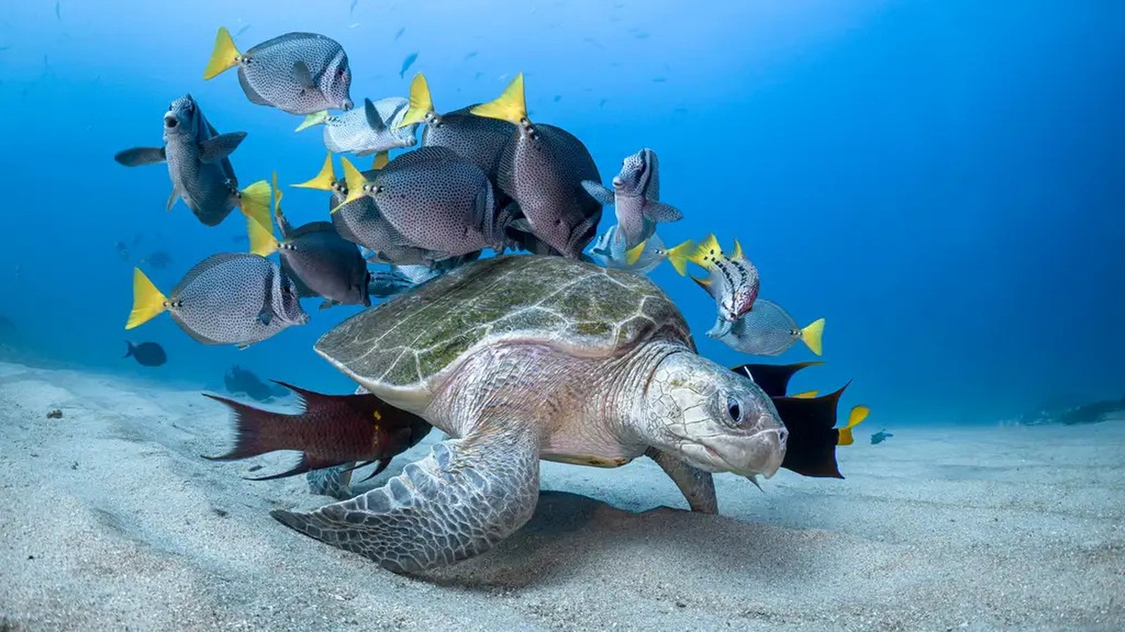 Ocean Photography Awards: See the stunning winners