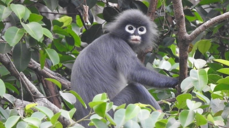 Meet the world's newest monkey species