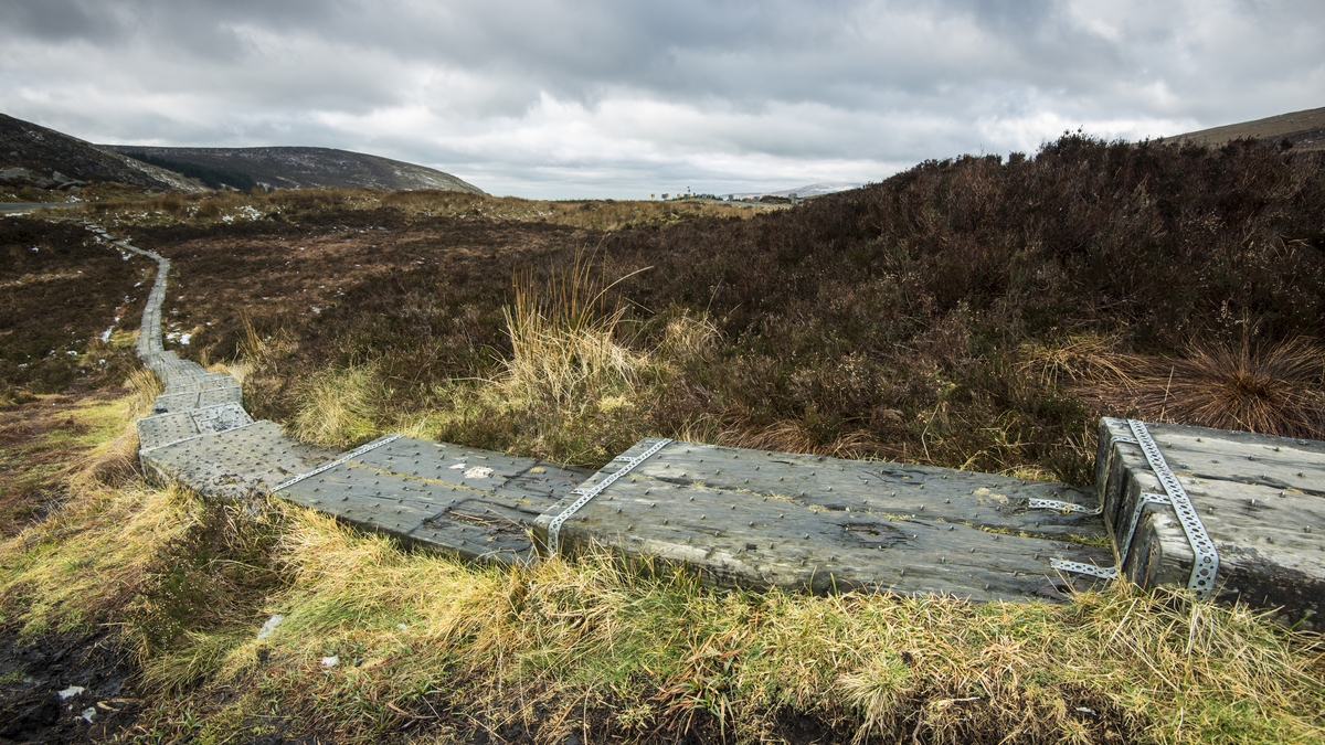 New €20m blanket bog project being launched in northwest today ...