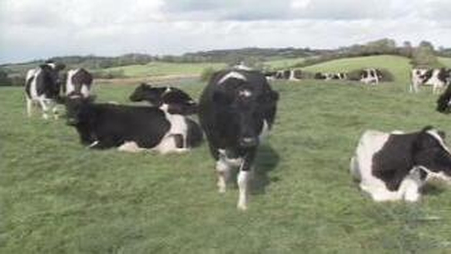 RTÉ Archives | Collections | BSE Cases In Ireland