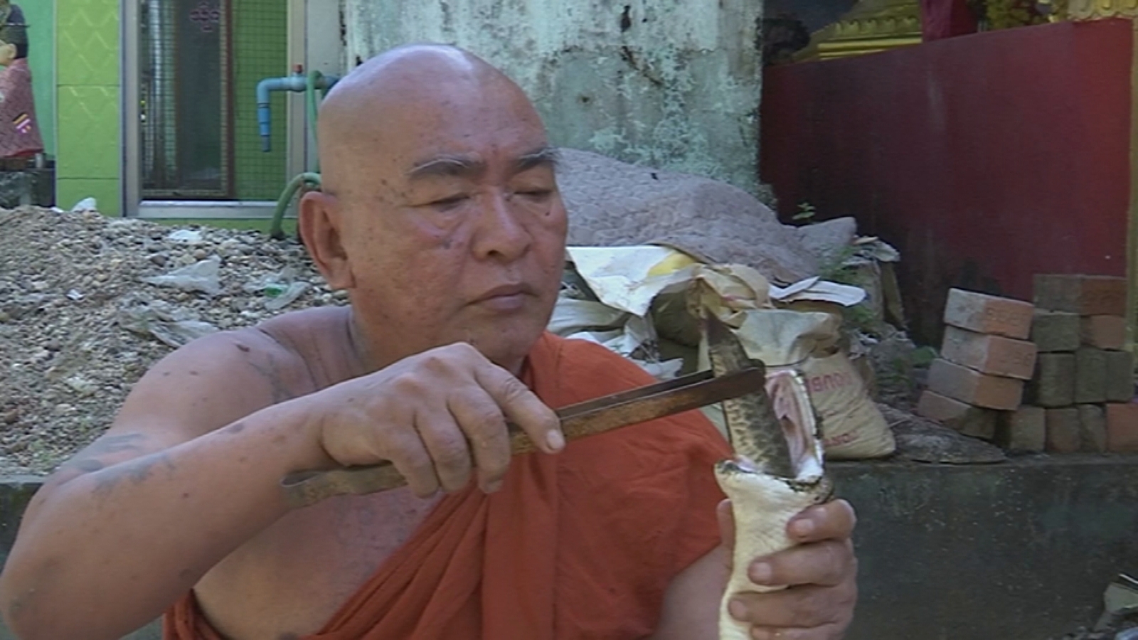 Monk saves snakes destined for culling and black market