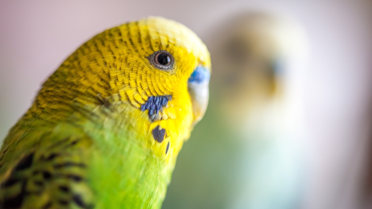 Wildlife experts in Dublin calling for a community of 'feral parakeets ...