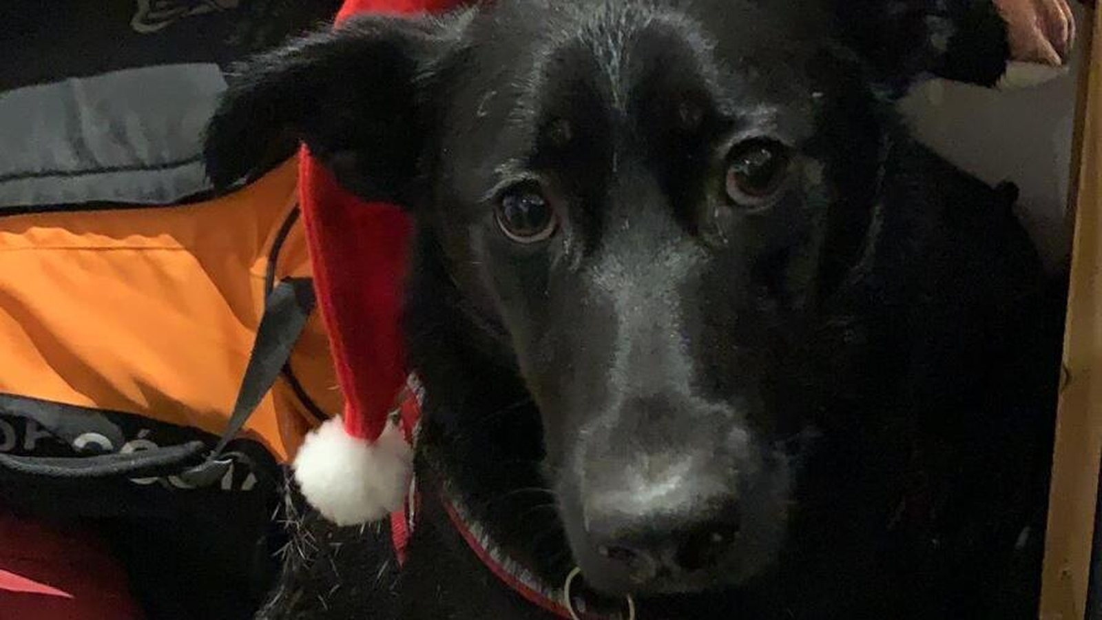 Coast Guard rescue dog in Clontarf