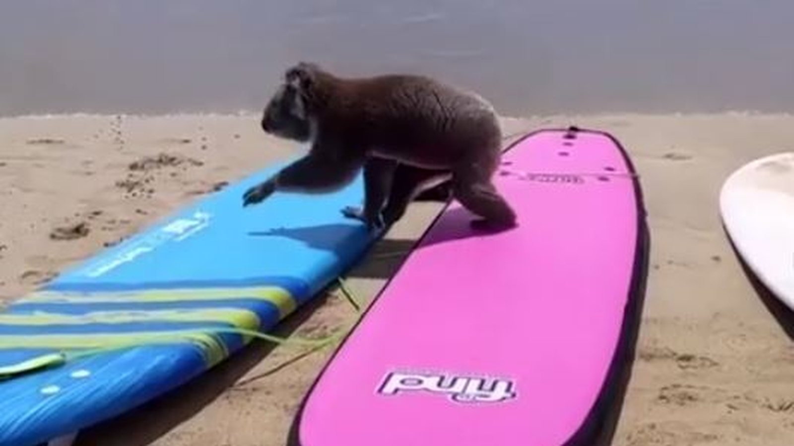 Koala checks out surfboards during stroll on beach