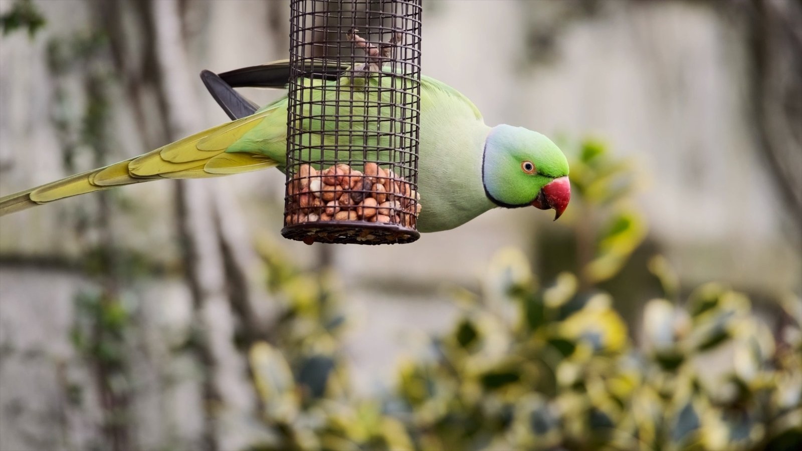 Ring-necked parakeets spotted in Dublin garden