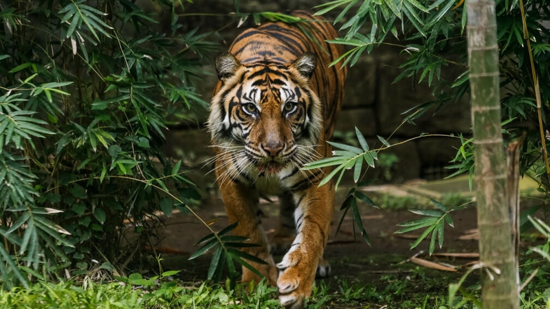 Sumatran tigers escape Indonesian zoo, one shot dead