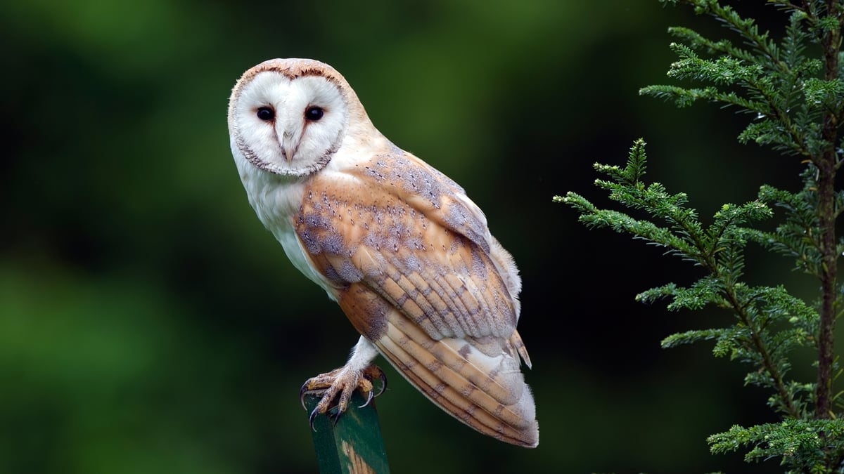 Giving Barn Owls a helping hand in the Garden of Ireland | Mooney Goes ...