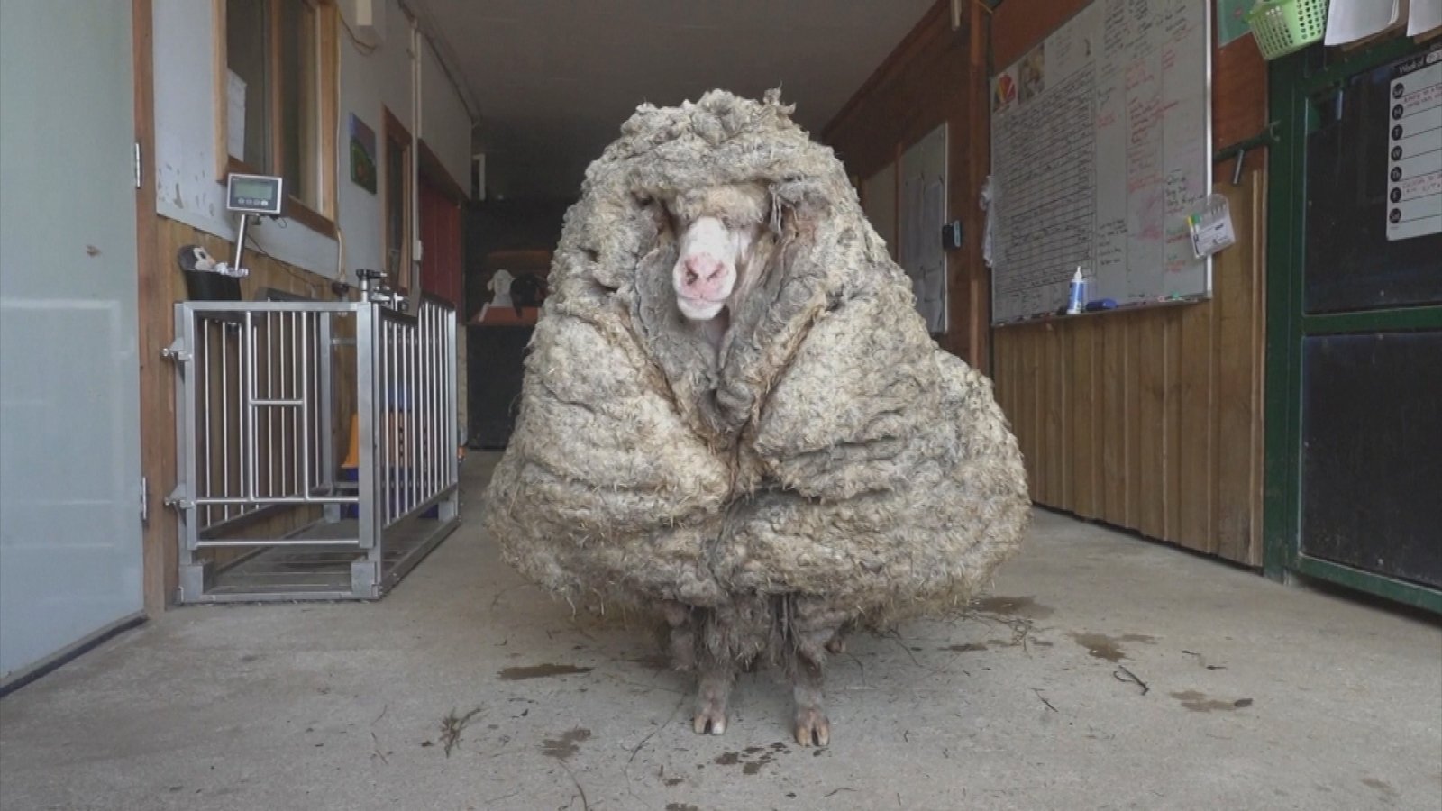 Wild Sheep Rescued In Australia Shorn Of 35kg Fleece wild-sheep-rescued-in-australia-shorn-of-35kg-fleece