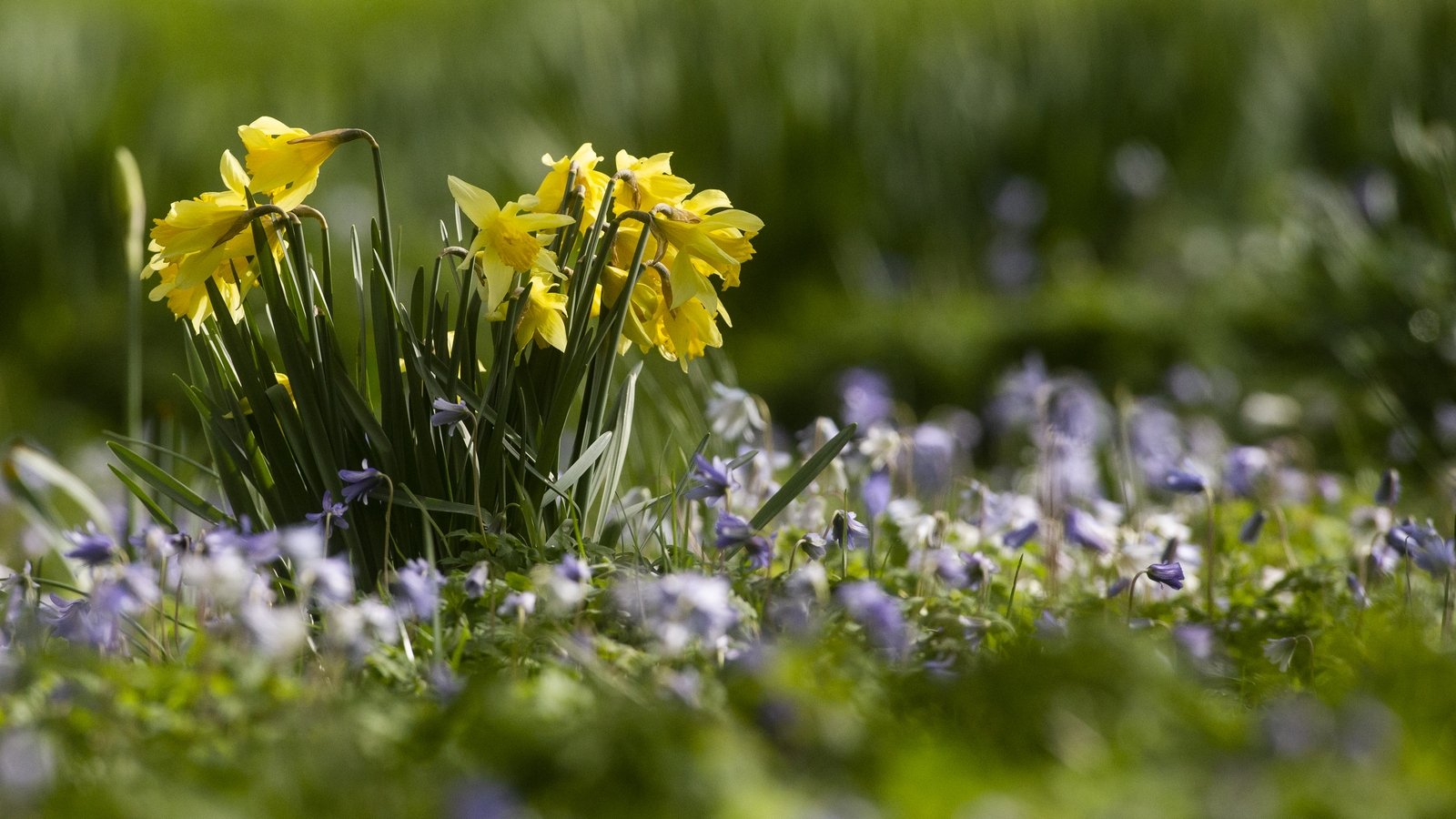 Cold, wet & unsettled: what's the story with our spring weather?