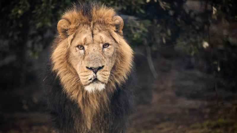 Fota fears permanent closure unless park reopens soon