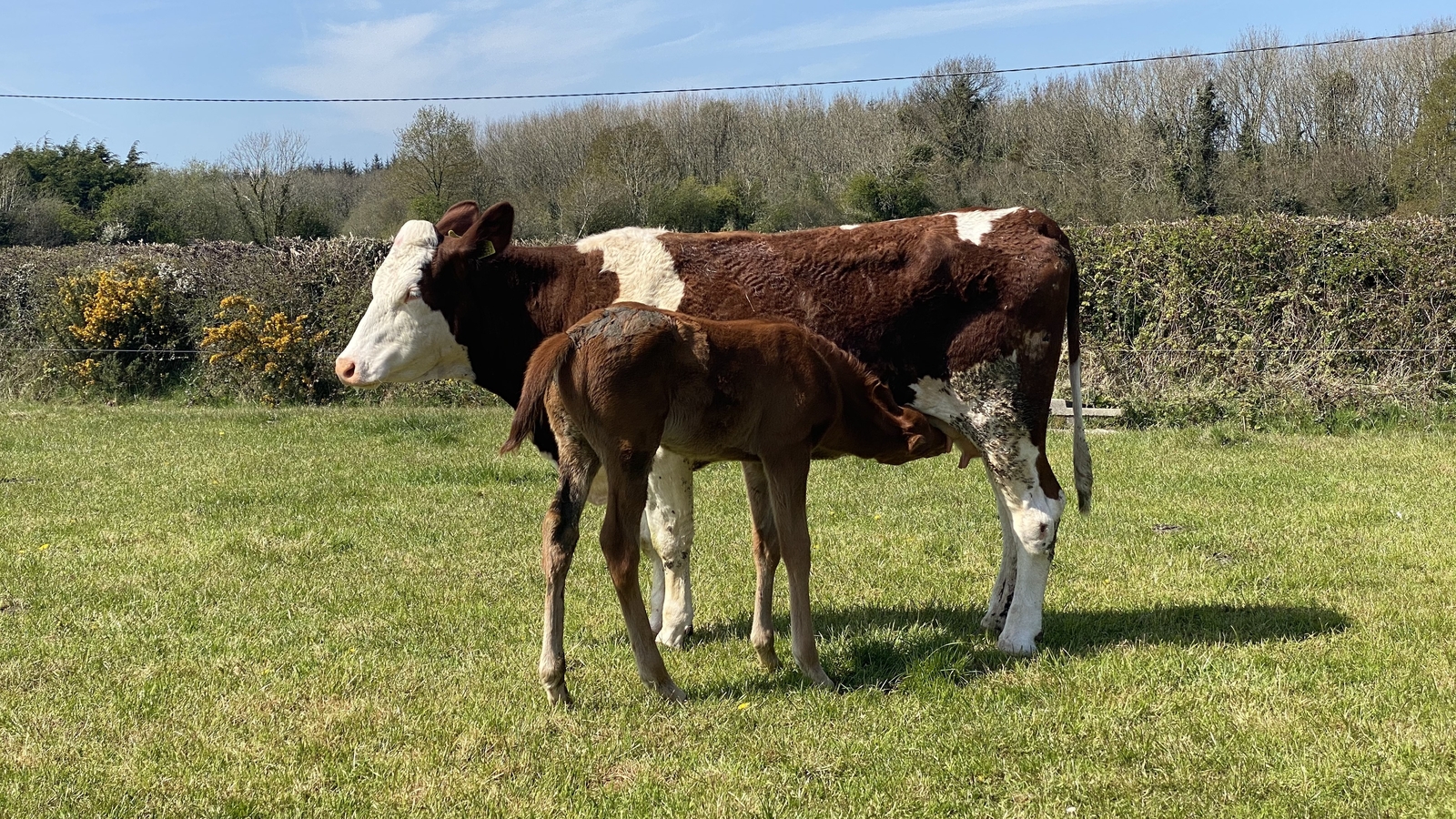Cow becomes foster mother to an orphan foal