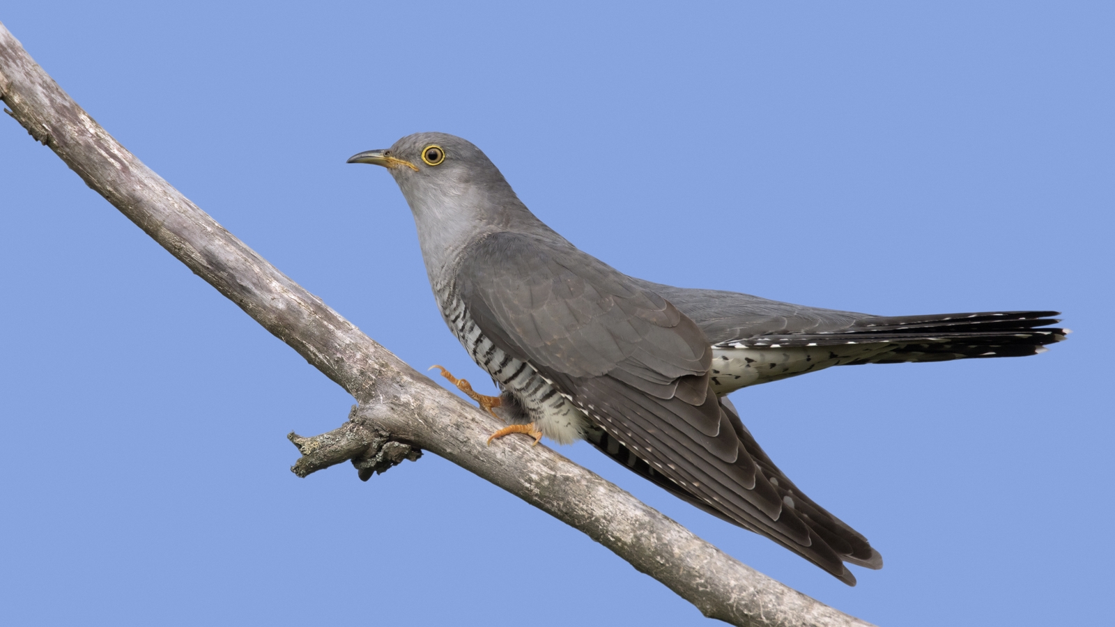 Bird Songs with Seán Ronayne: The Cuckoo