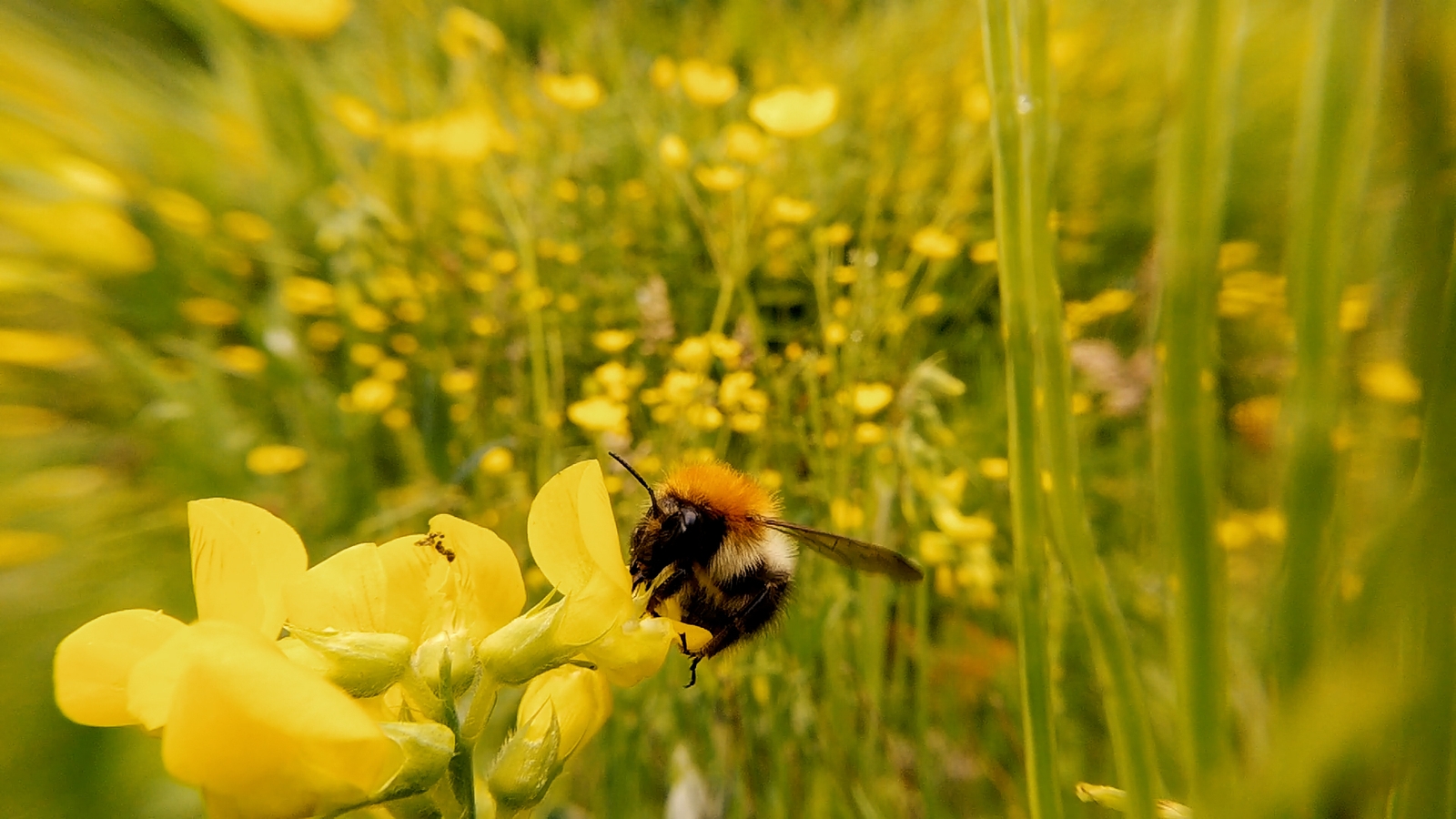 Plean Bee: Get buzzin' and save the bees le TG4
