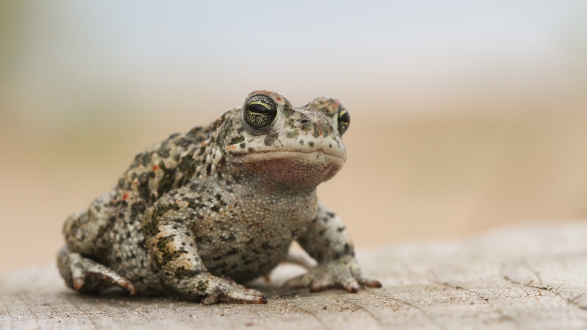 Mooney Goes Wild | Mooney Goes Wild - RTÉ Radio 1