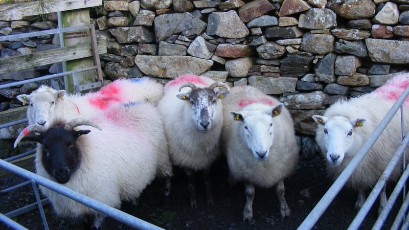 Native sheep thought to be extinct emerges in Galway