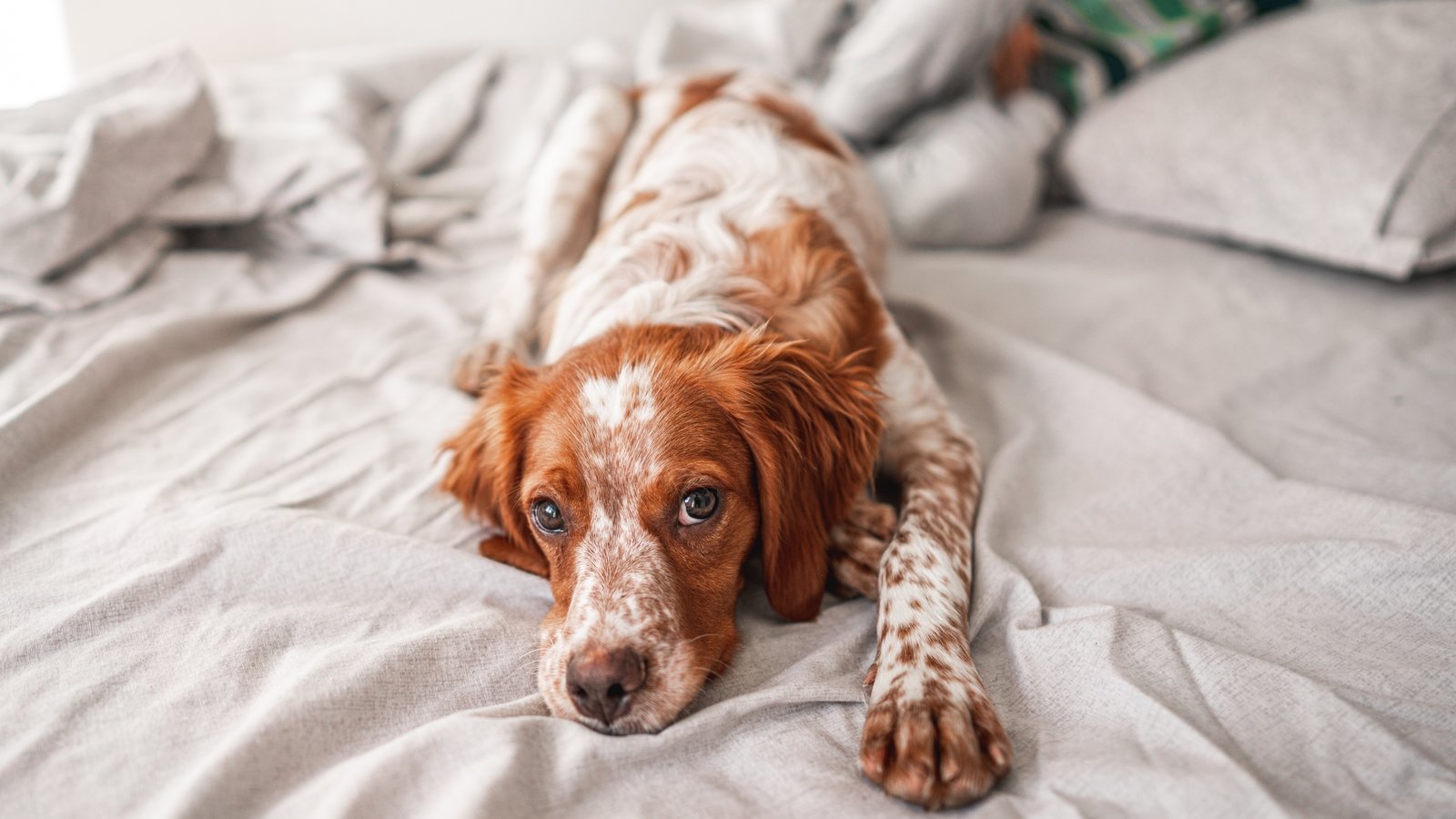 5 ways to help your dog live a longer, healthier life