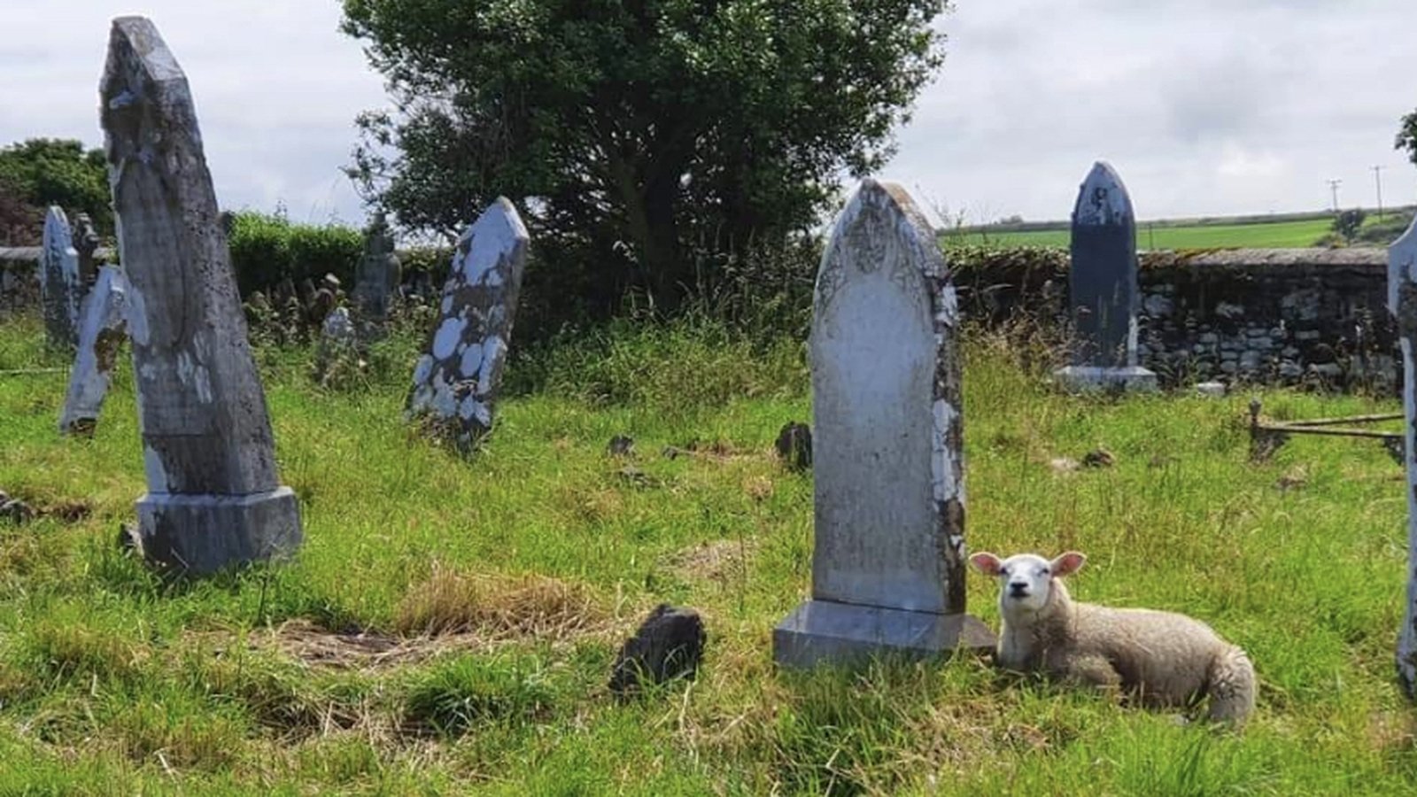Sheep 'hired' at cemetery uncover historic graves