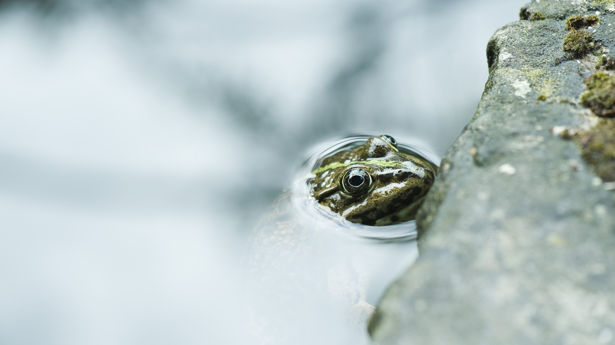 Protecting an endangered species of toads in Co. Kerry | Morning ...