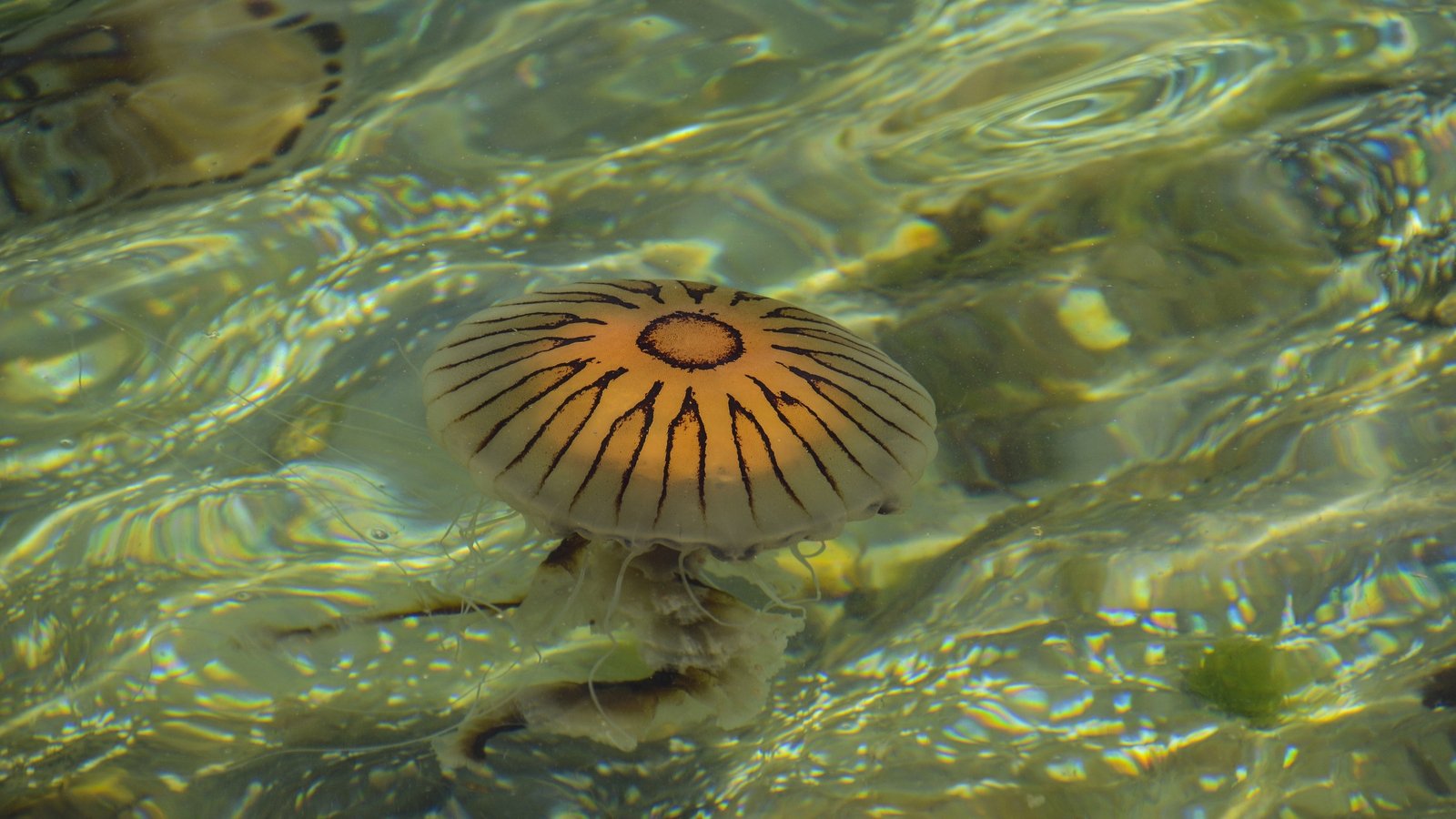 Ireland's jellyfish: A quick guide from a marine biologist