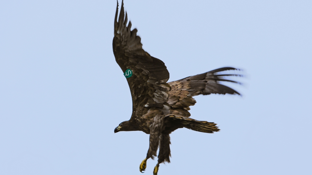 21 white-tailed eagle chicks released in long-term wildlife ...
