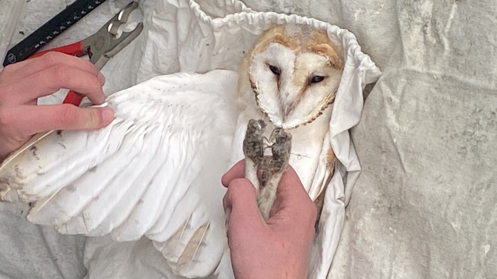 Barn owl making comeback thanks to conservation project