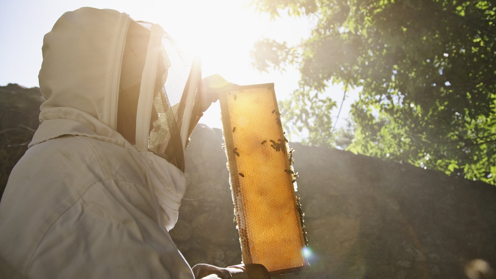 Stung by climate change: bee colonies struggle in US