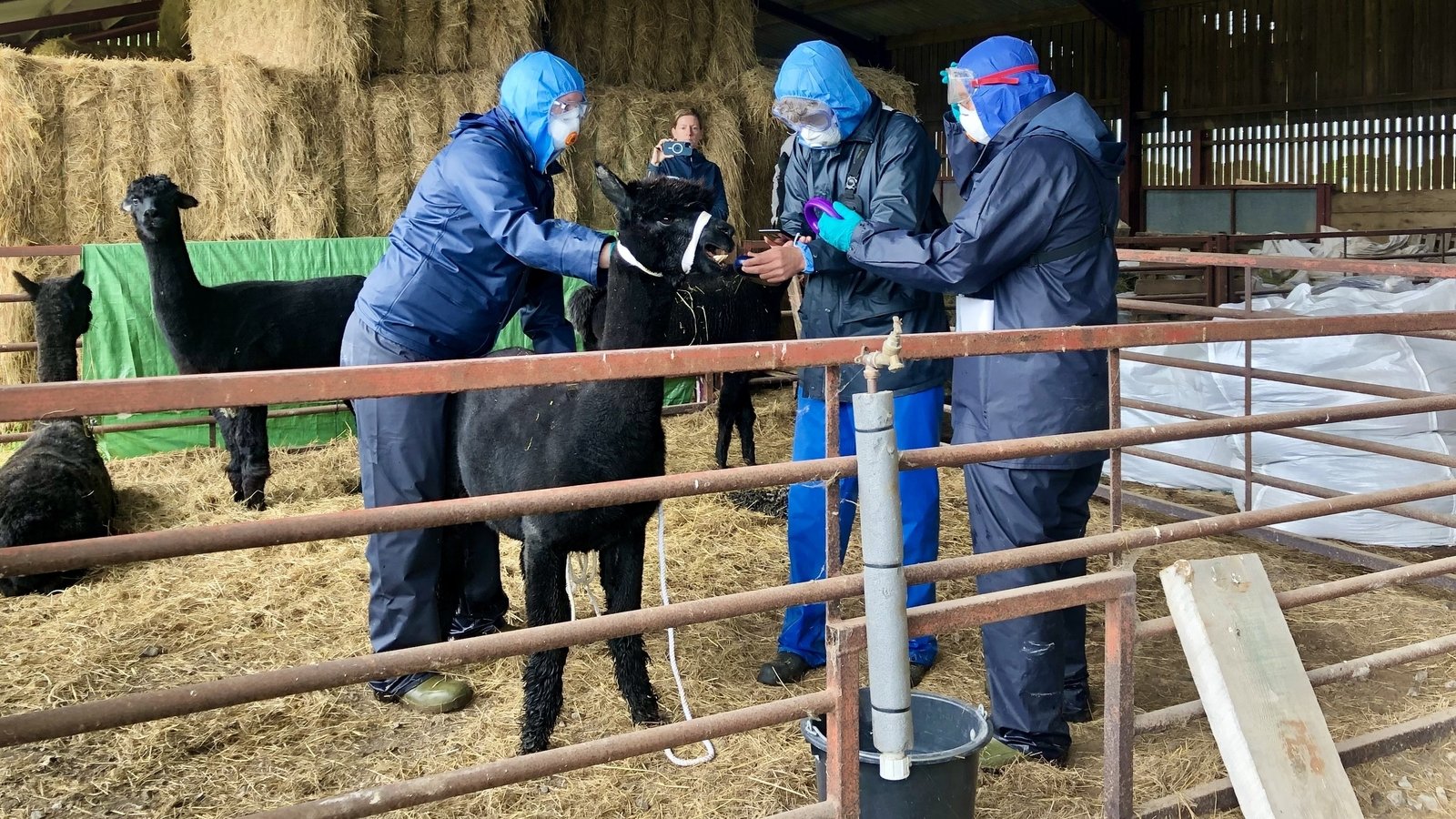 Geronimo The Alpaca euthanised After Positive TB Test geronimo-the-alpaca-euthanised-after-positive-tb-test