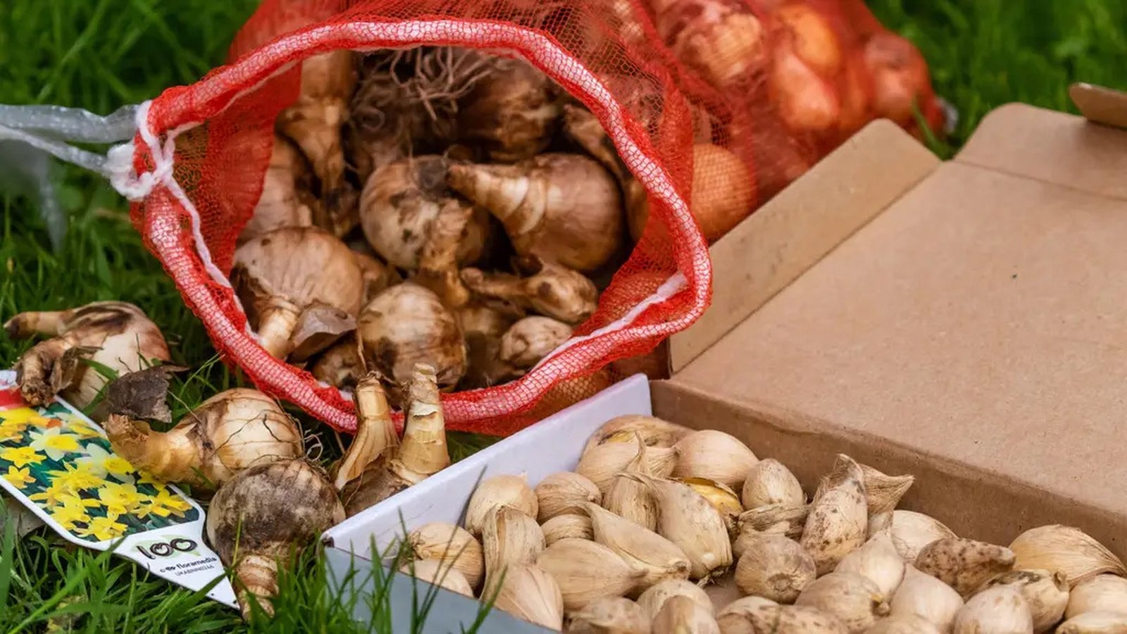 Why do my flower bulbs fail? 8 mistakes you might be making