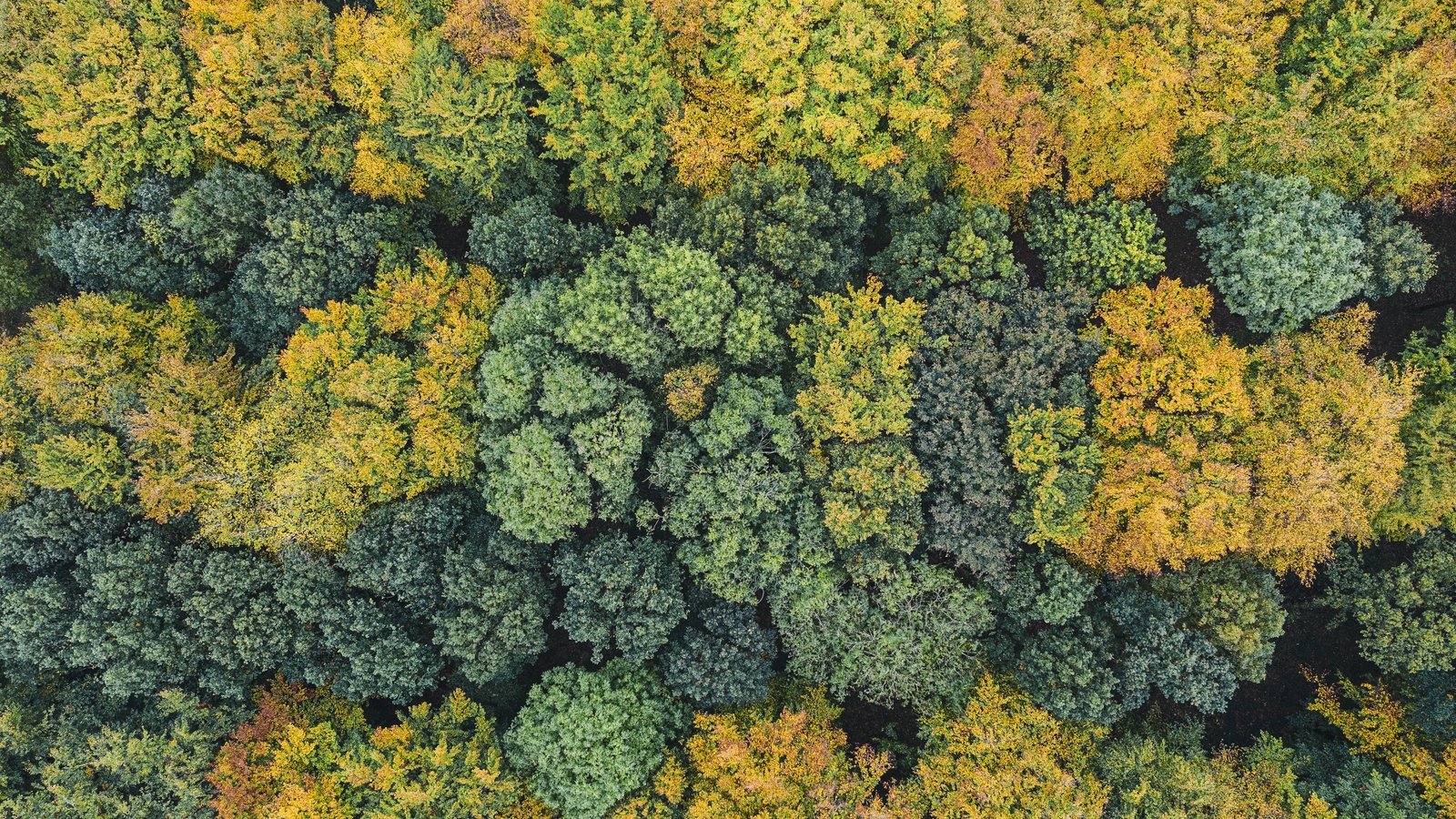 Nearly 1 in 3 tree species at risk of extinction