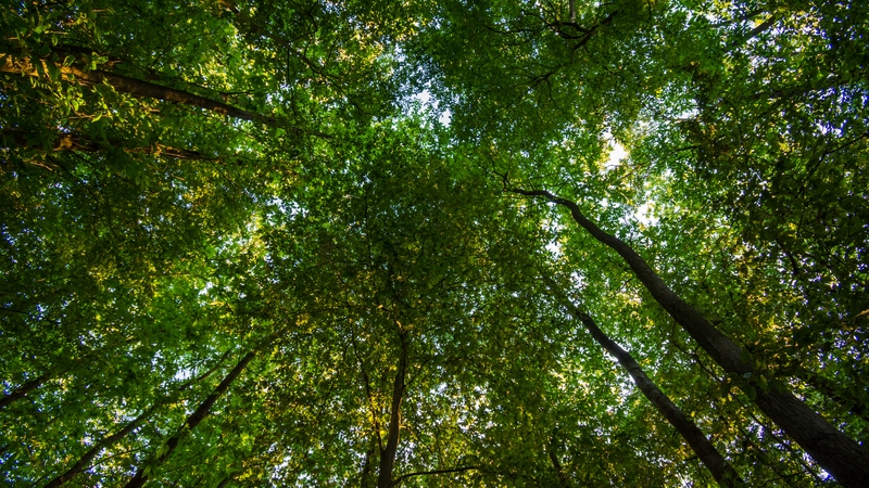 30% of global tree species threatened with extinction