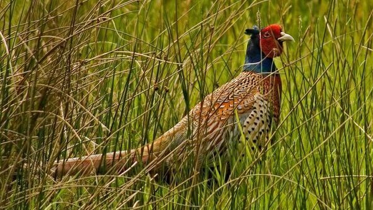 The Pheasants Are Revolting | Liveline - RTÉ Radio 1