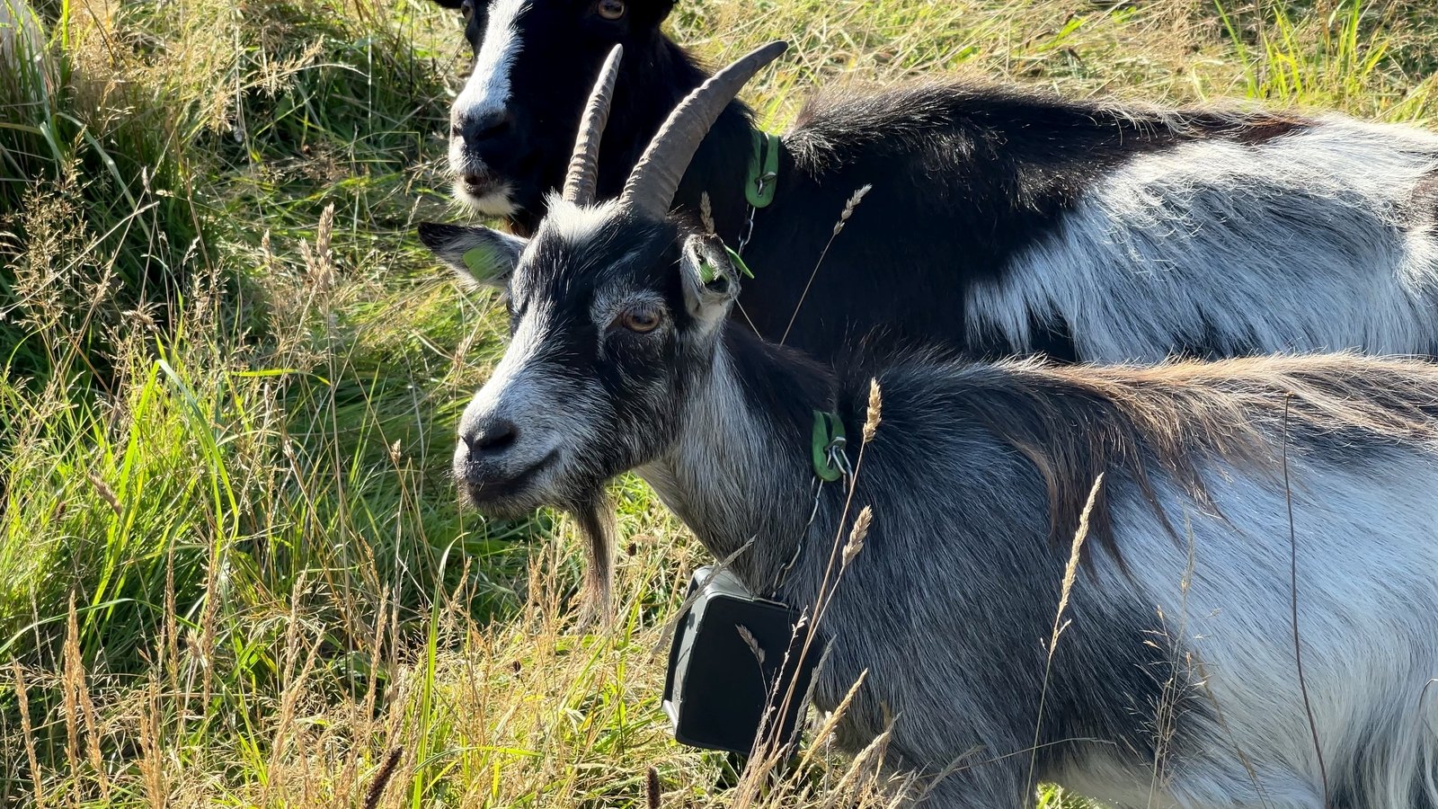 Campaign to protect 'endangered' Old Irish Goats