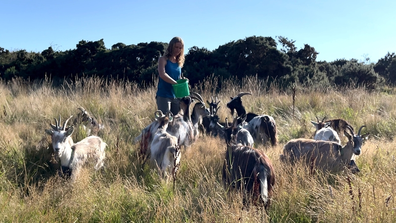 Goats deployed in unique conservation project in Howth