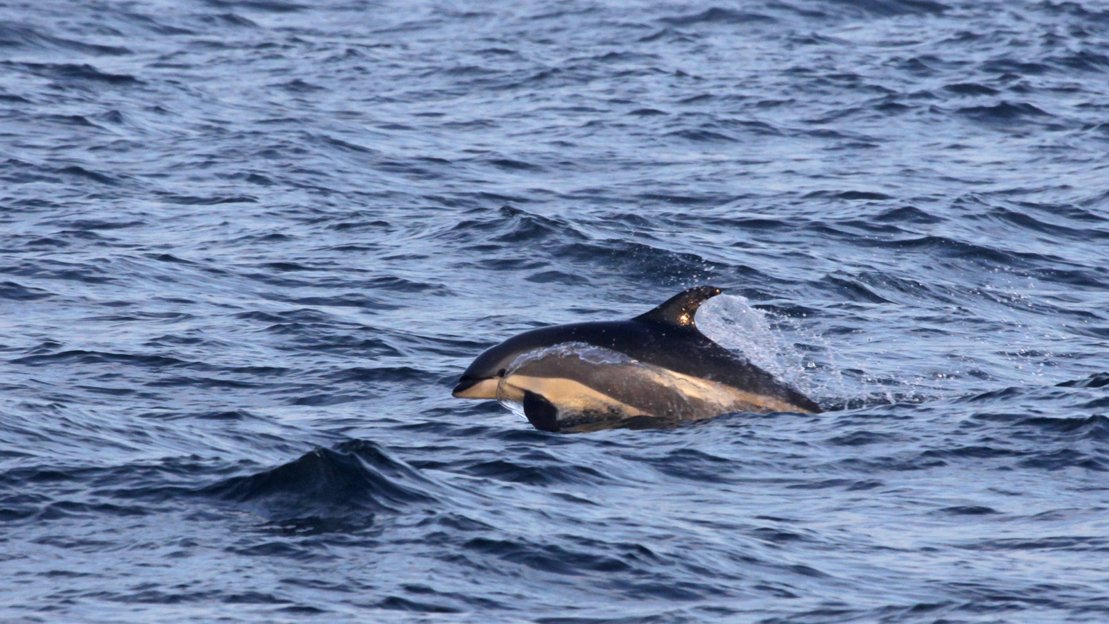 Outcry as 1,400 dolphins killed in Faroe Islands hunt