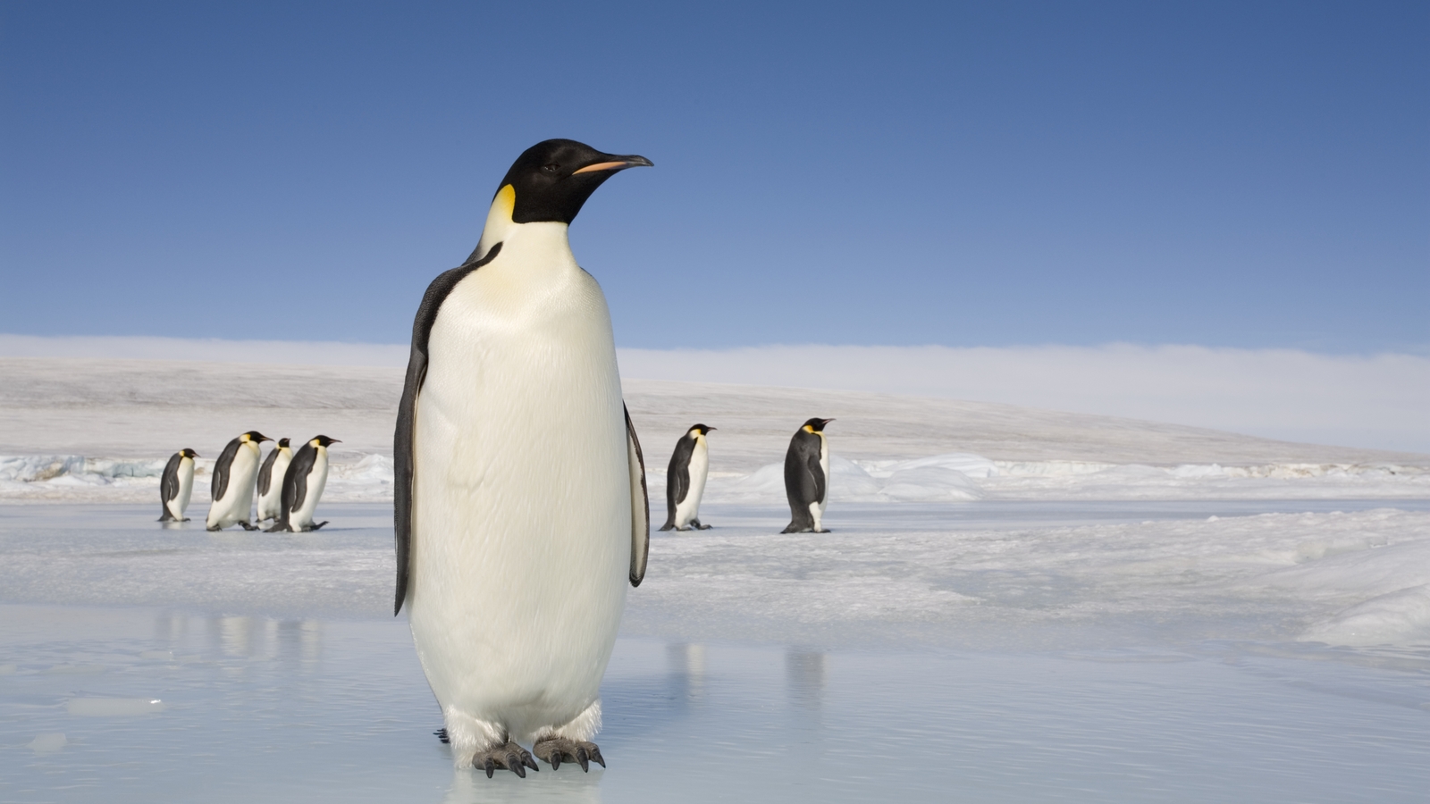 Schoolchildren discover new species of penguin