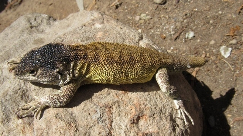 New lizard species discovered in Peru