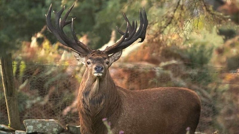 Ireland's largest native Red stag snapped in Killarney