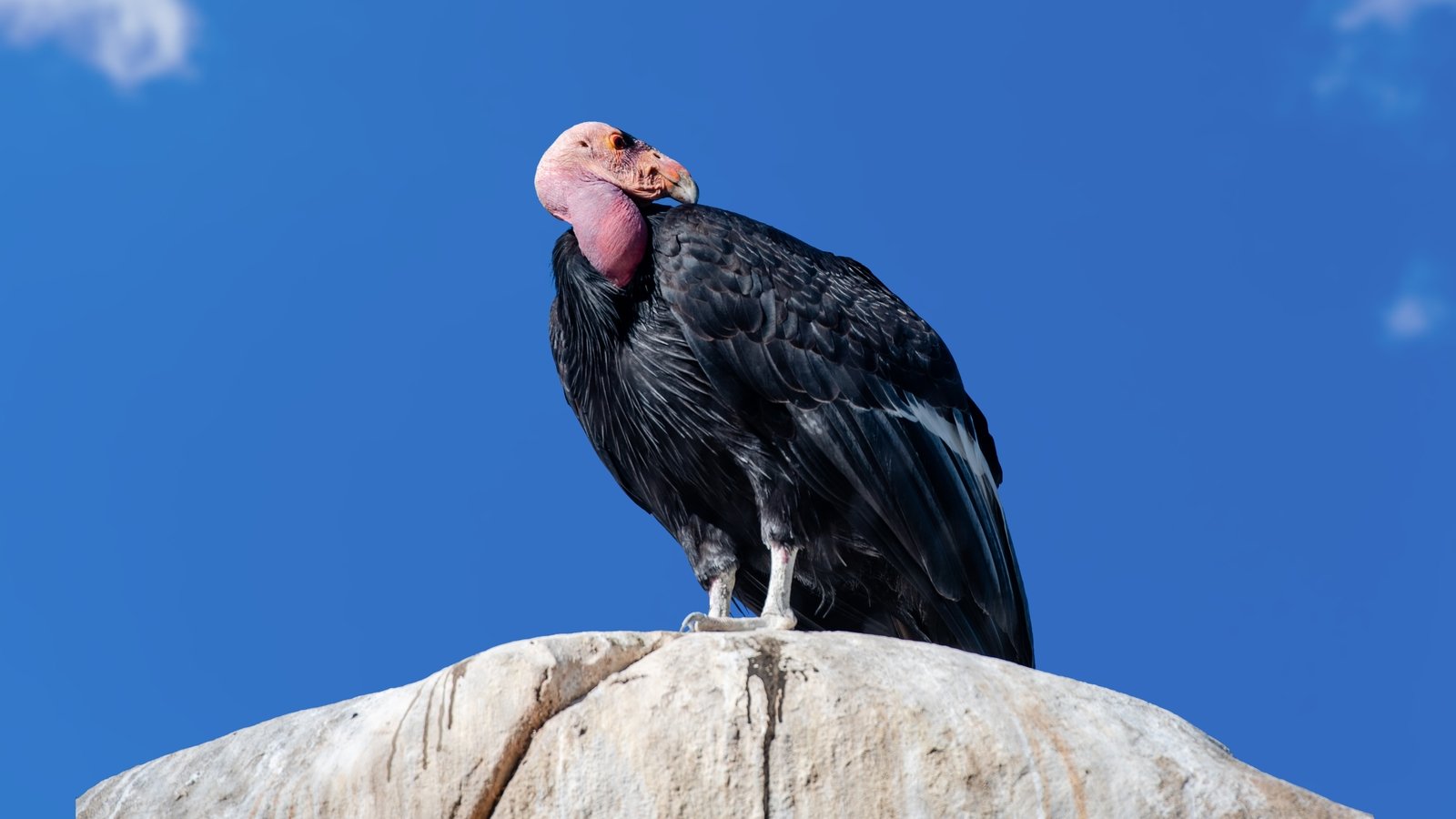 Study shows condors can reproduce without mating