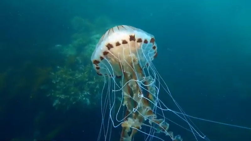 Galway exhibits the wonders of sea for Science Week