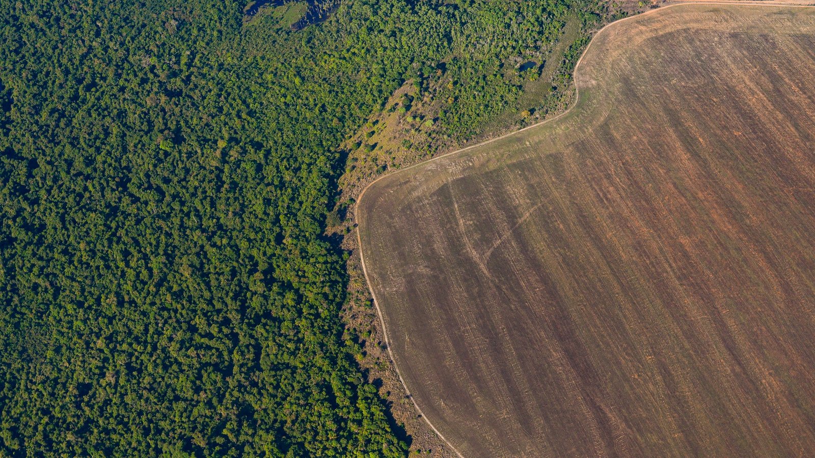 Brazil Amazon deforestation at highest level since 2006