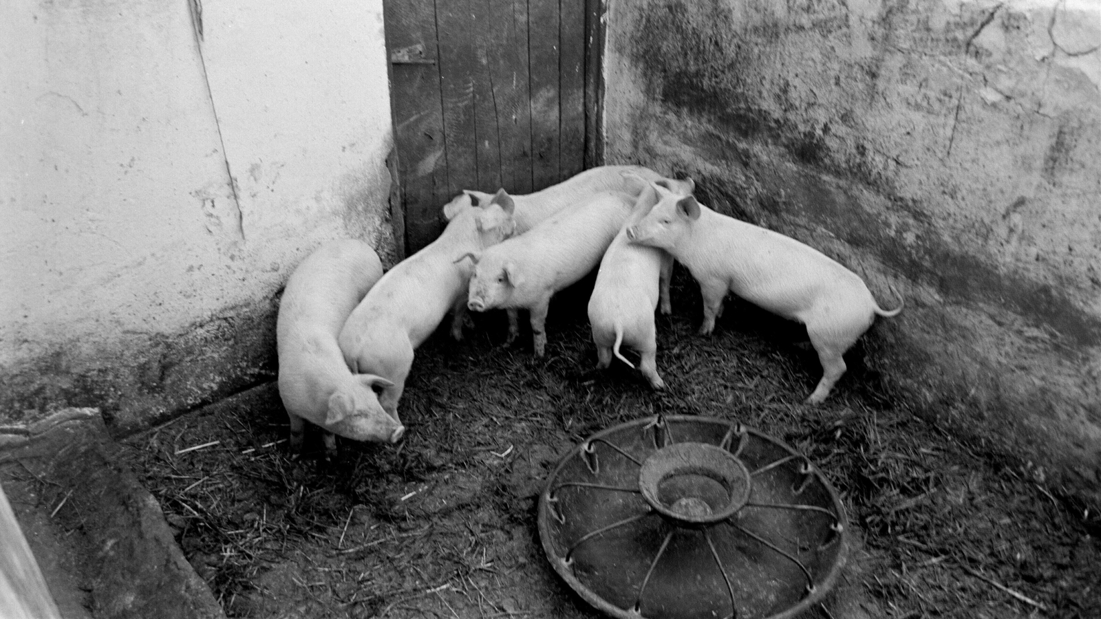 How generations of Dubliners kept pigs in their back yards