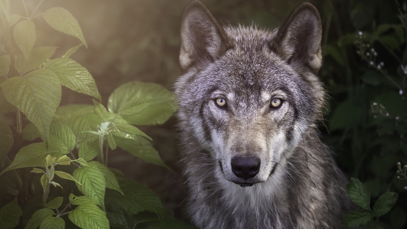 Hungry like the wolf: predators, prey and lessons for humans