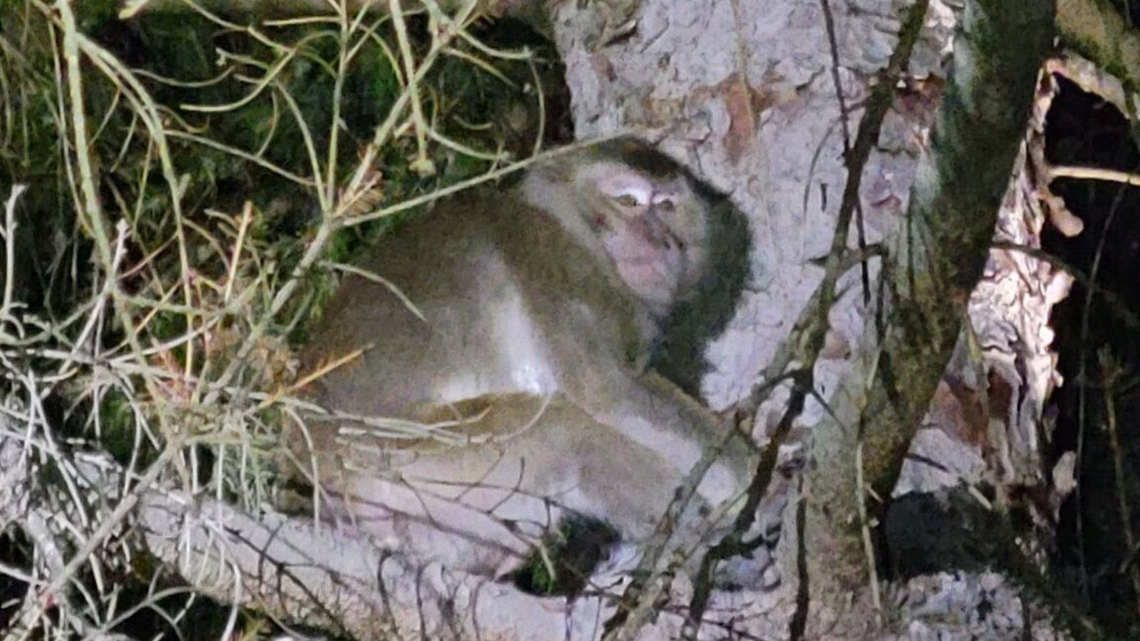 All monkeys accounted for following crash in US