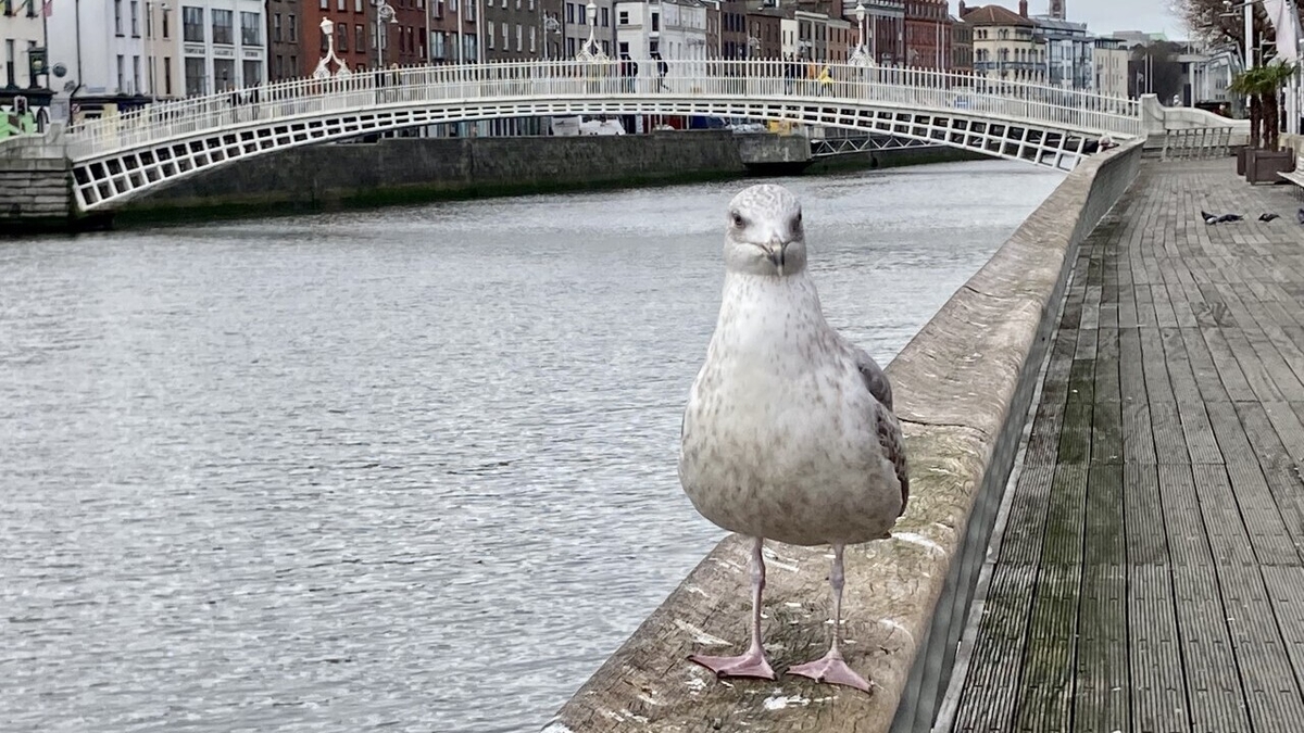 Mooney Goes Wild | Mooney Goes Wild - RTÉ Radio 1