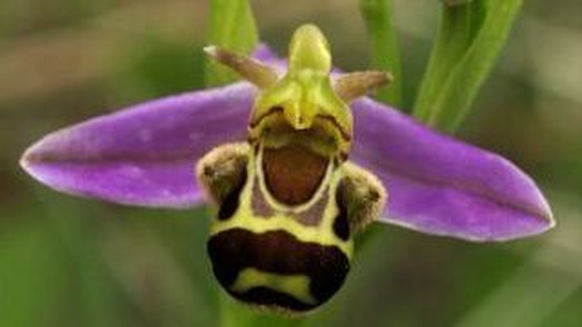 Mooney Goes Wild | Mooney Goes Wild - RTÉ Radio 1