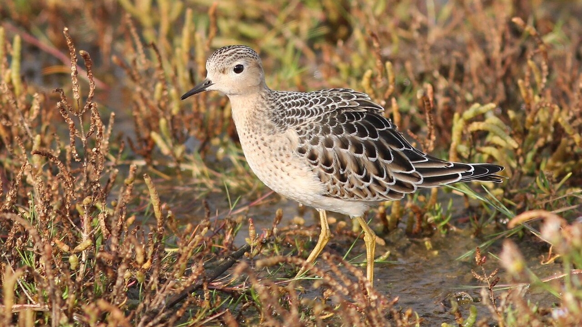 Mooney Goes Wild | Mooney Goes Wild - RTÉ Radio 1