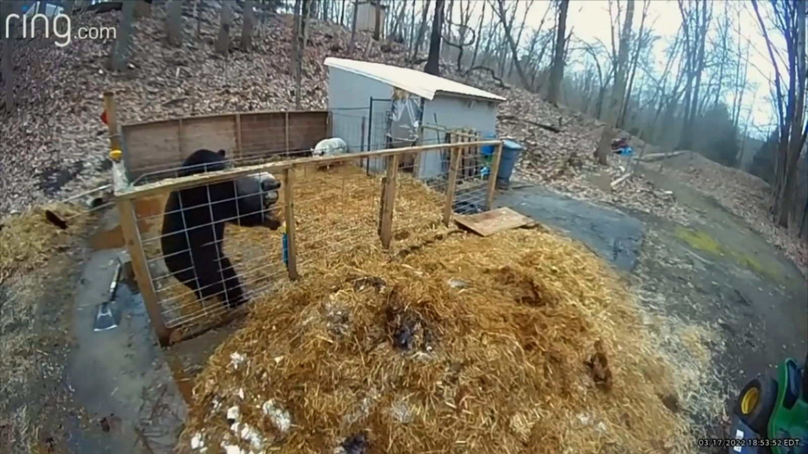 CCTV bears witness as pigs fight off hungry pen invader