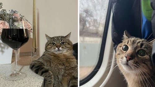Social media star Stepan the cat escapes Ukraine