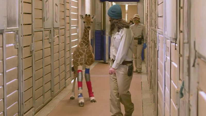 Giraffe gets leg braces to correct limb disorder