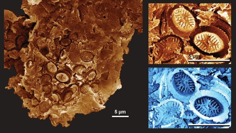 Fossils reveal plankton resilience to global warming